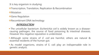 e. coli | PPTX