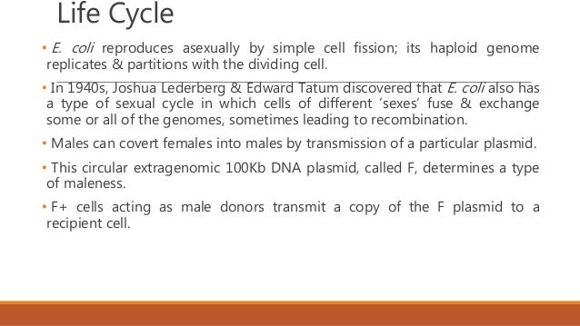 E Coli
