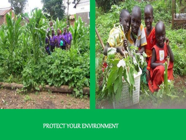 ENHANCING FOOD SECURITY IN URBAN AREAS | PPTX | Agriculture | Industries