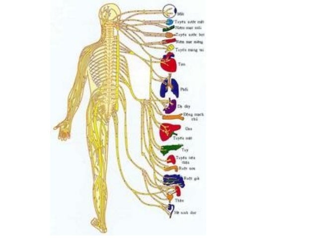 1.giải phẫu – sinh lý intro