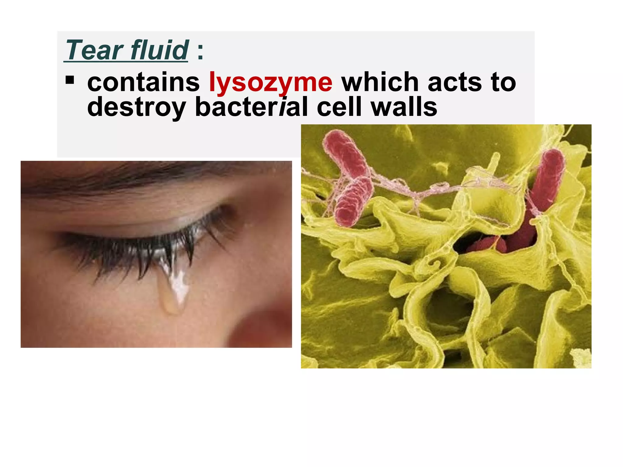 BIOLOGY FORM 5 CHAPTER 1 - 1.5 BODY DEFENCE MECHANISM | PPT