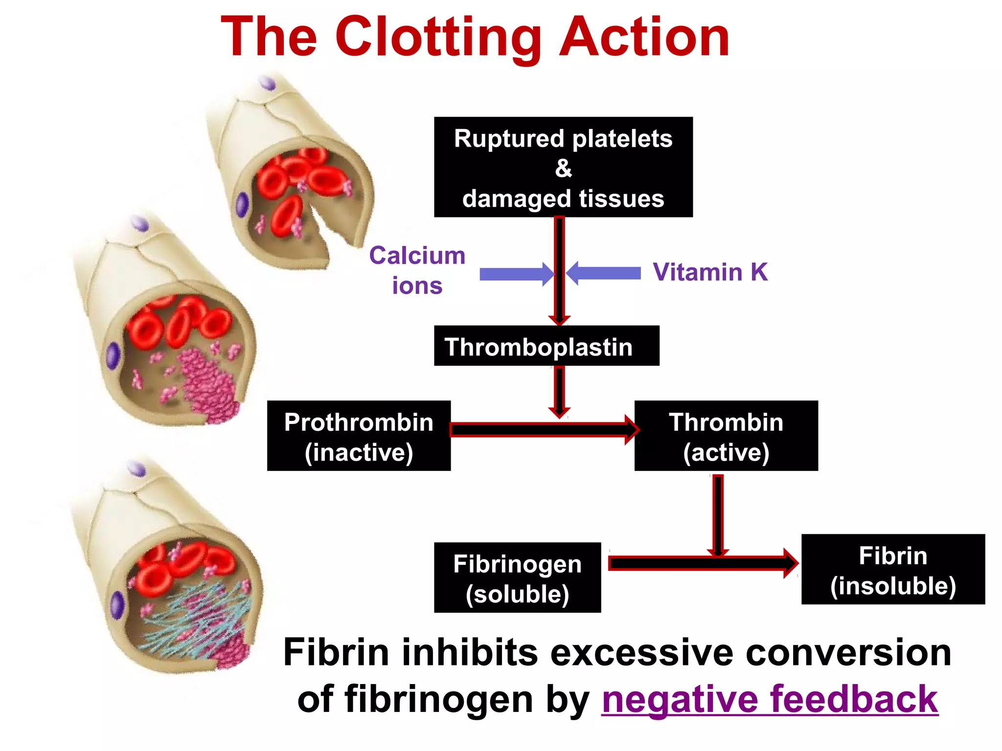 BIOLOGY FORM 5 CHAPTER 1 - 1.5 BODY DEFENCE MECHANISM | PPT