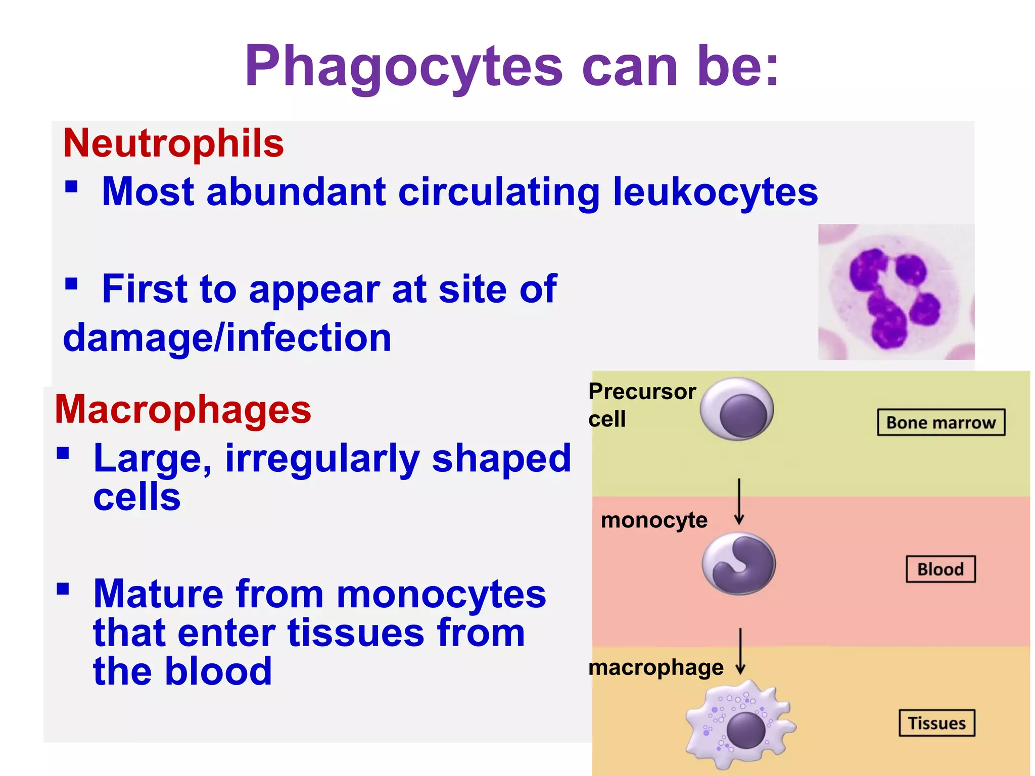 BIOLOGY FORM 5 CHAPTER 1 - 1.5 BODY DEFENCE MECHANISM | PPT