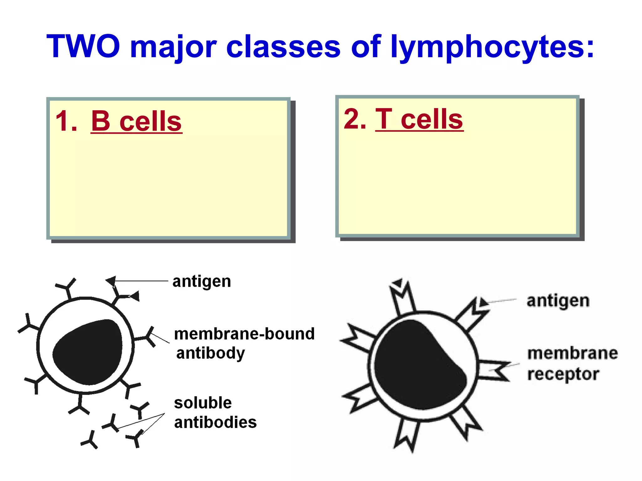 BIOLOGY FORM 5 CHAPTER 1 - 1.5 BODY DEFENCE MECHANISM | PPT | Skin and ...