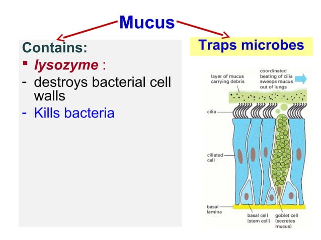 BIOLOGY FORM 5 CHAPTER 1 - 1.5 BODY DEFENCE MECHANISM | PPT | Skin and ...
