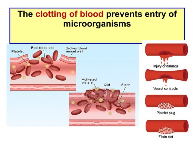 BIOLOGY FORM 5 CHAPTER 1 - 1.5 BODY DEFENCE MECHANISM | PPT | Skin and ...