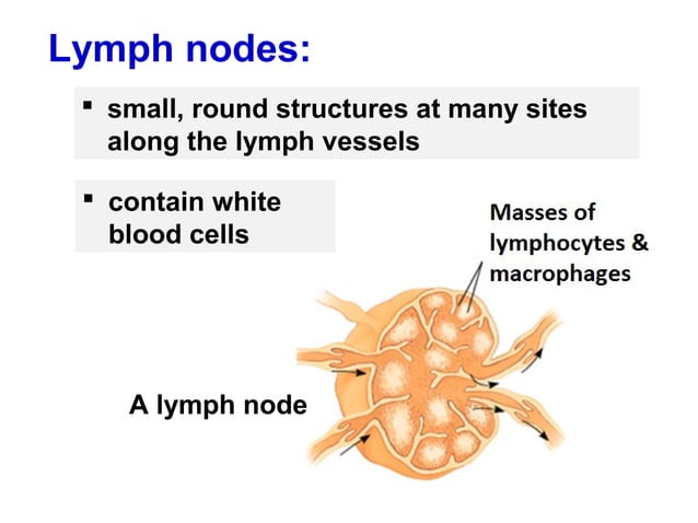 BIOLOGY FORM 5 CHAPTER 1 - 1.5 BODY DEFENCE MECHANISM | PPT | Skin and ...