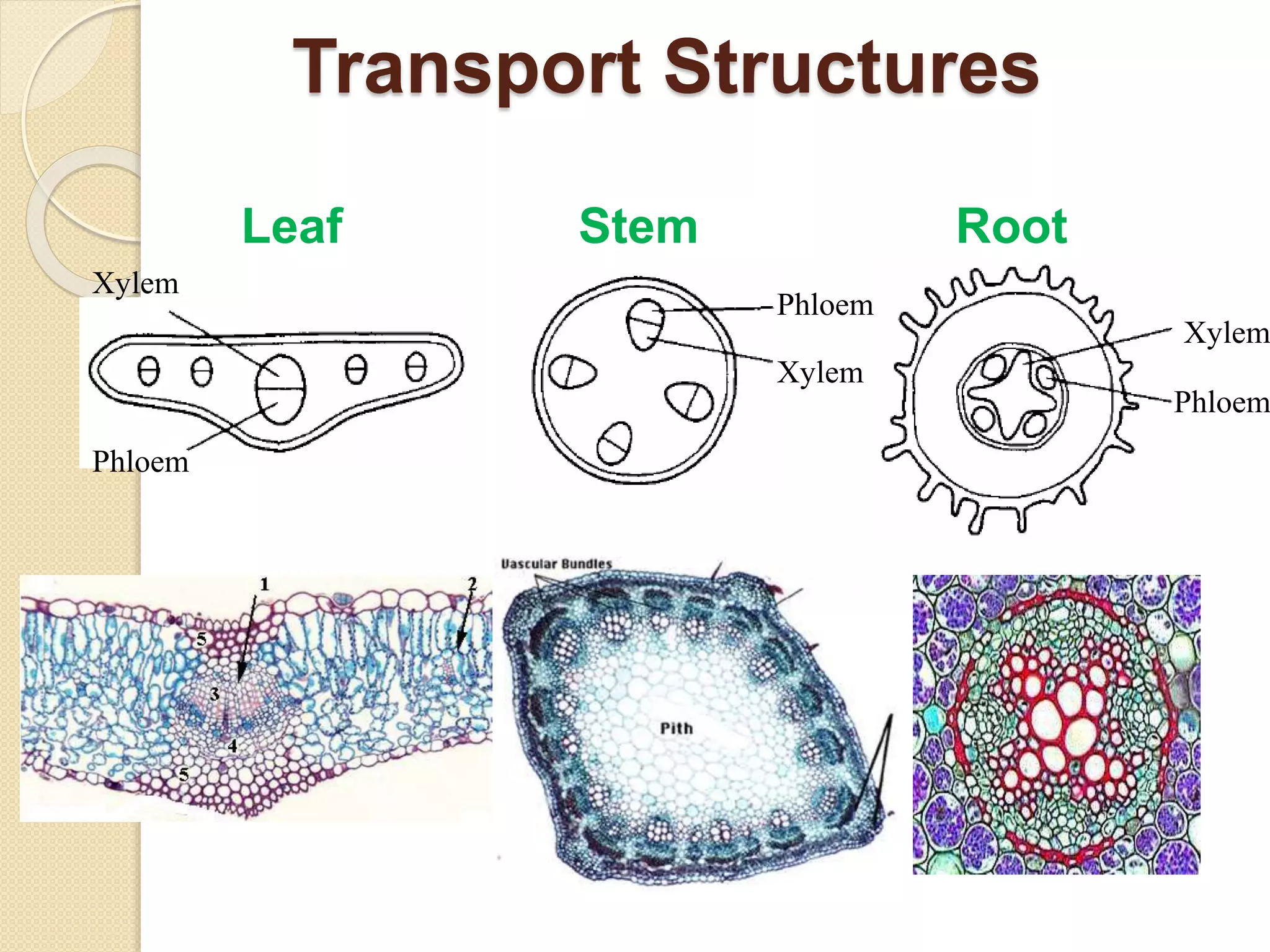 Biology Form 5 Chapter 1 : 1.7- 1.8 transport in plants | PPTX