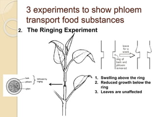 Biology Form 5 Chapter 1 : 1.7- 1.8 transport in plants | PPTX