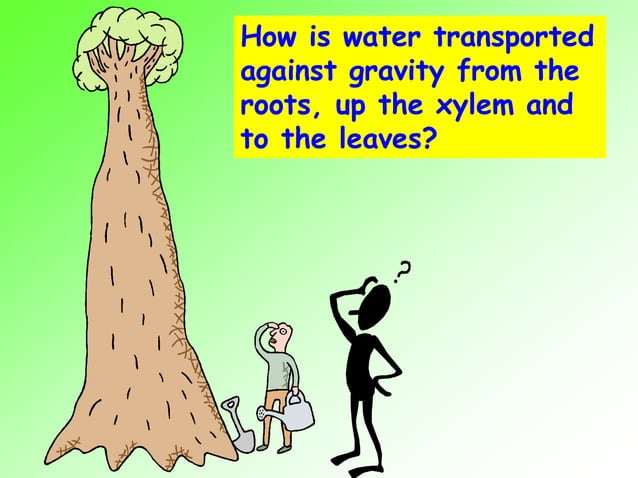 Biology Form 5 Chapter 1 : 1.7- 1.8 transport in plants | PPTX