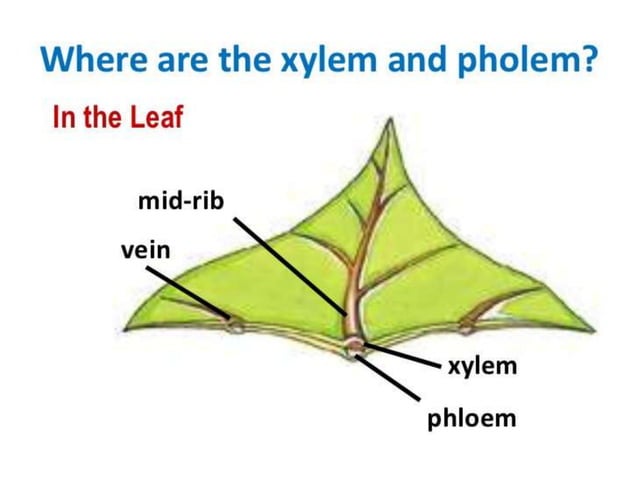 Biology Form 5 Chapter 1 : 1.7- 1.8 transport in plants | PPTX