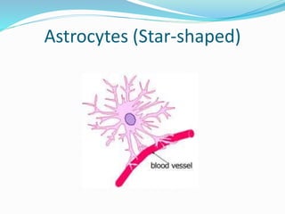 Nervous system | PPTX