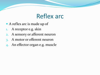 Nervous system | PPTX