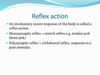 Nervous system | PPTX