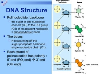 1. dna in forensic | PPT
