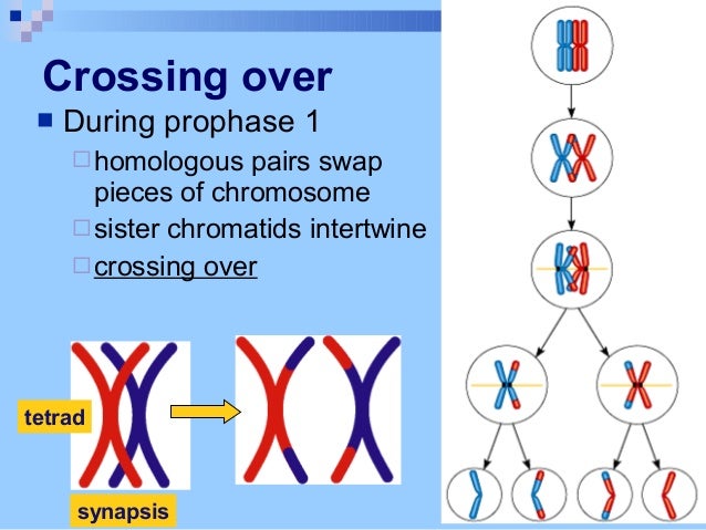1. dna in forensic