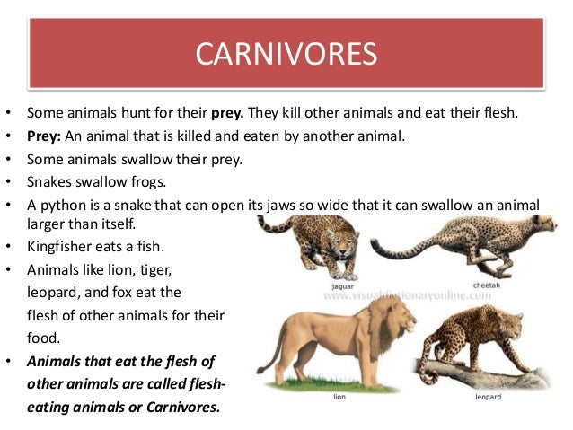 1.animals