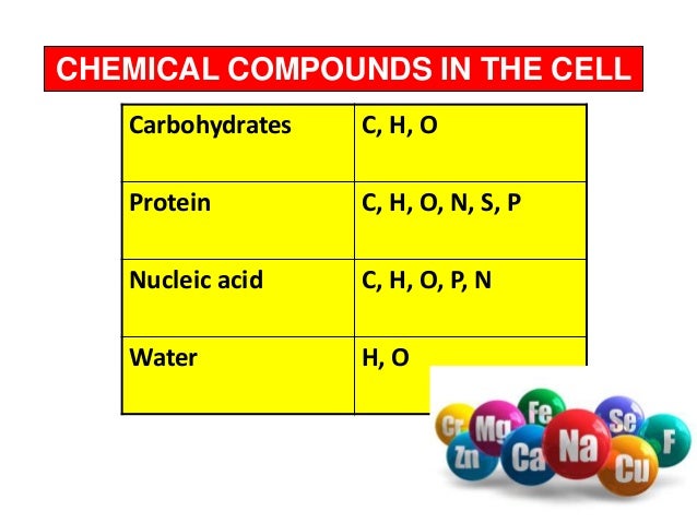 Chemical Compounds In Cells Worksheet Answers