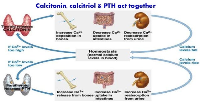 CALCIUM METABOLISM