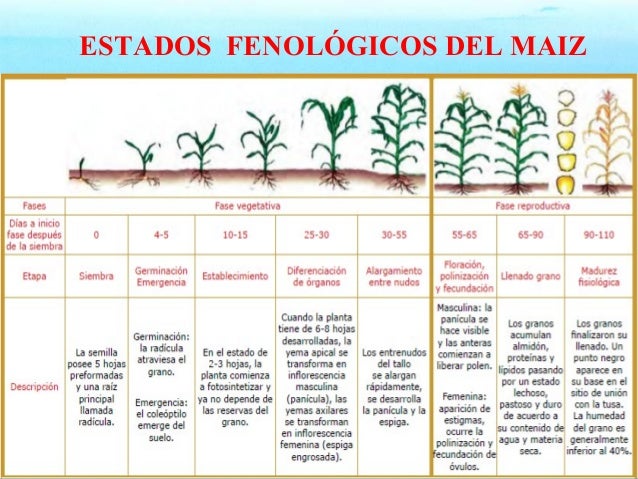 1 Maíz Importancia Ciclo Fenologico