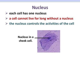 BIOLOGY FORM 4 CHAPTER 2 PART 1 - CELL STRUCTURE | PPTX