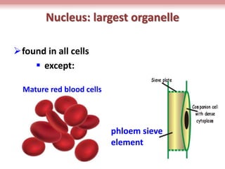 BIOLOGY FORM 4 CHAPTER 2 PART 1 - CELL STRUCTURE | PPTX