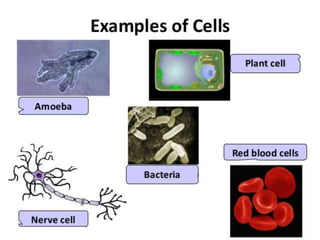 BIOLOGY FORM 4 CHAPTER 2 PART 1 - CELL STRUCTURE | PPTX