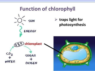 BIOLOGY FORM 4 CHAPTER 2 PART 1 - CELL STRUCTURE | PPT