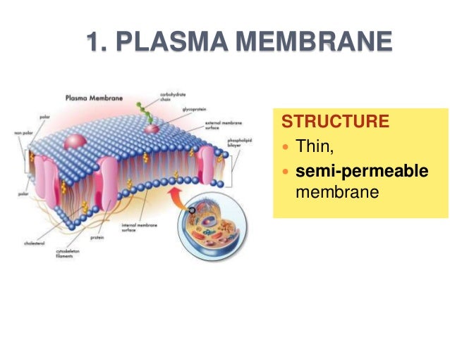 Ppt Unit 2 Part 1 Cell Structure And Function Membrane