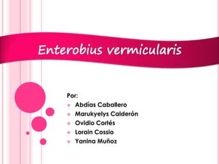 Enterobius Vermicularis Ciclo De Vida Cdc Enterobius Vermicularis