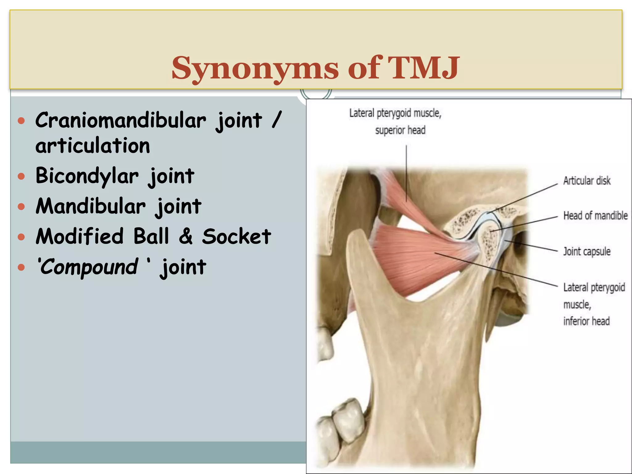 TEMPOROMANDIBULAR JOINT | PPTX