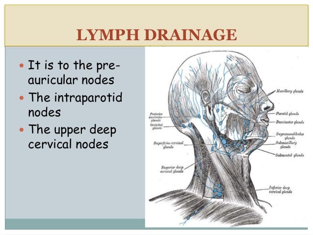TEMPOROMANDIBULAR JOINT