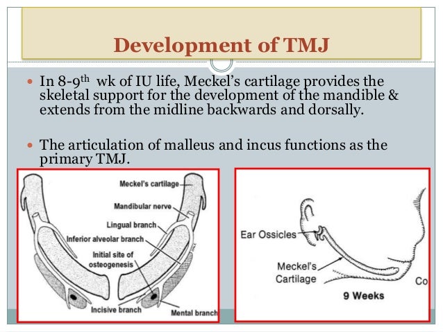 TEMPOROMANDIBULAR JOINT