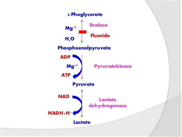 GLYCOLYSIS & ITS REGULATION