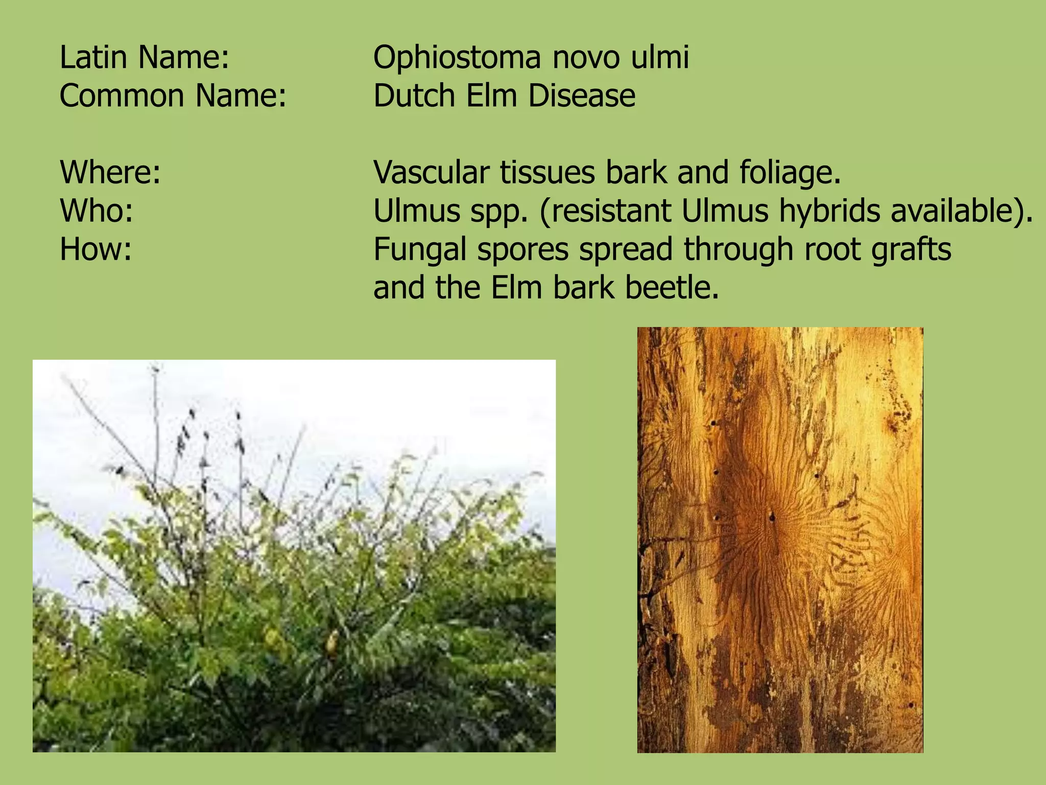 Tree Disease power point | PPTX