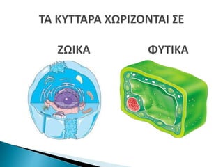 Το κύτταρο | PPTX