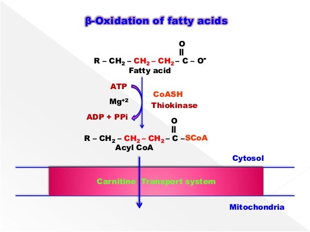 BETA-OXIDATION OF FATTY ACIDS