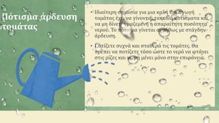 Ντομάτα / Καλλιέργεια,πότισμα,εχθροί και ασθένειες,αποστάσεις σποράς,τι ...