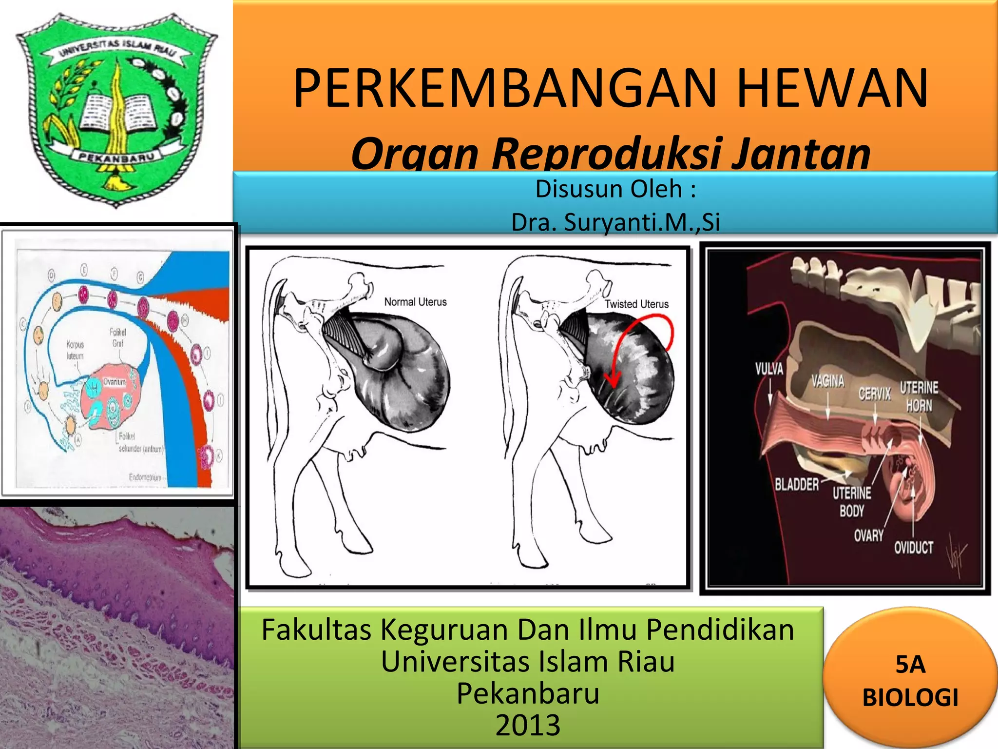 organ reproduksi jantan | PPT