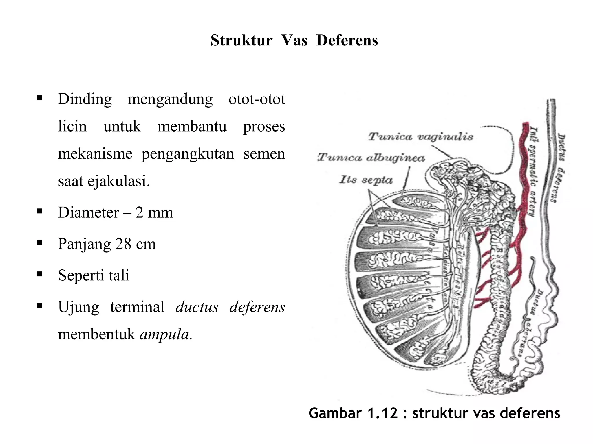 organ reproduksi jantan | PPT