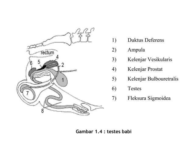 organ reproduksi jantan | PPT