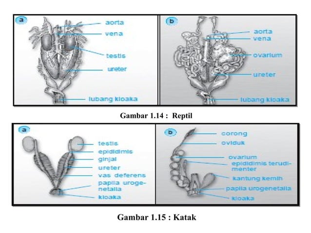 organ reproduksi jantan | PPT