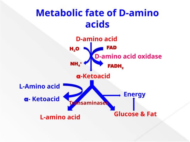Amino acid metabolism transamination and deamination and urea cycle.pptx