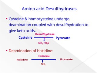 Amino acid metabolism transamination and deamination and urea cycle.pptx