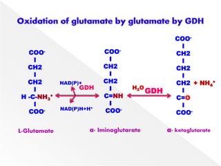 Glutamate Dehydrogenase Transamination