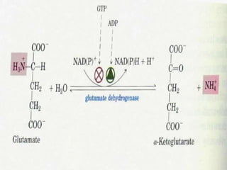 Glutamate Dehydrogenase Transamination