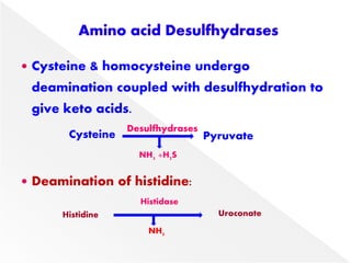 TRANSAMINATION & DEAMINATION | PPT