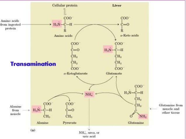 TRANSAMINATION & DEAMINATION
