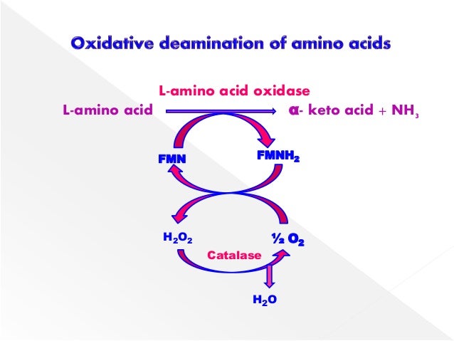 TRANSAMINATION & DEAMINATION