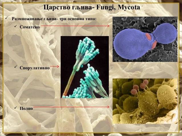 1. Opste odlike gljiva gradja i razmnozavanje